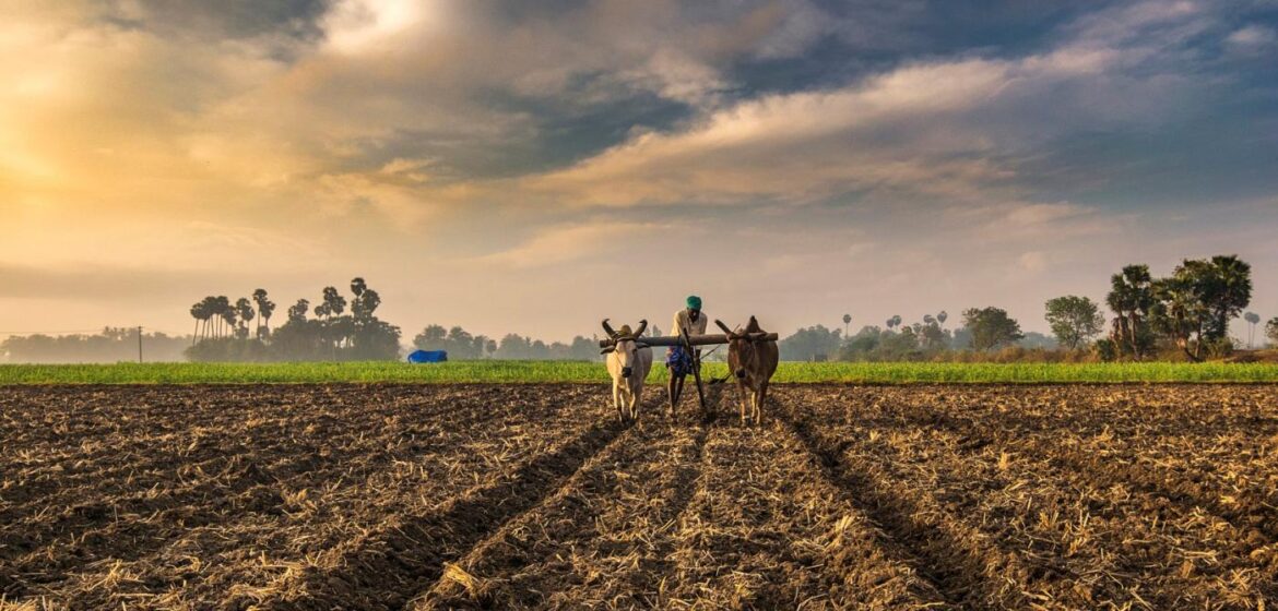 High-Yield Crops for Year-Round Harvesting in India » SilverScoop Blog